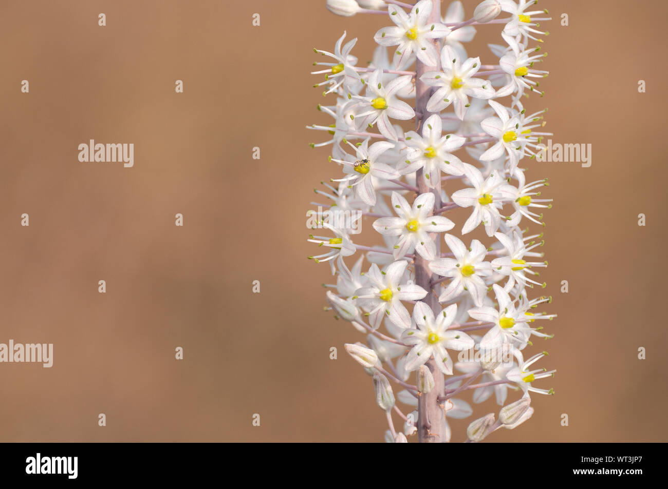 White Squill flower in wild nature Stock Photo - Alamy