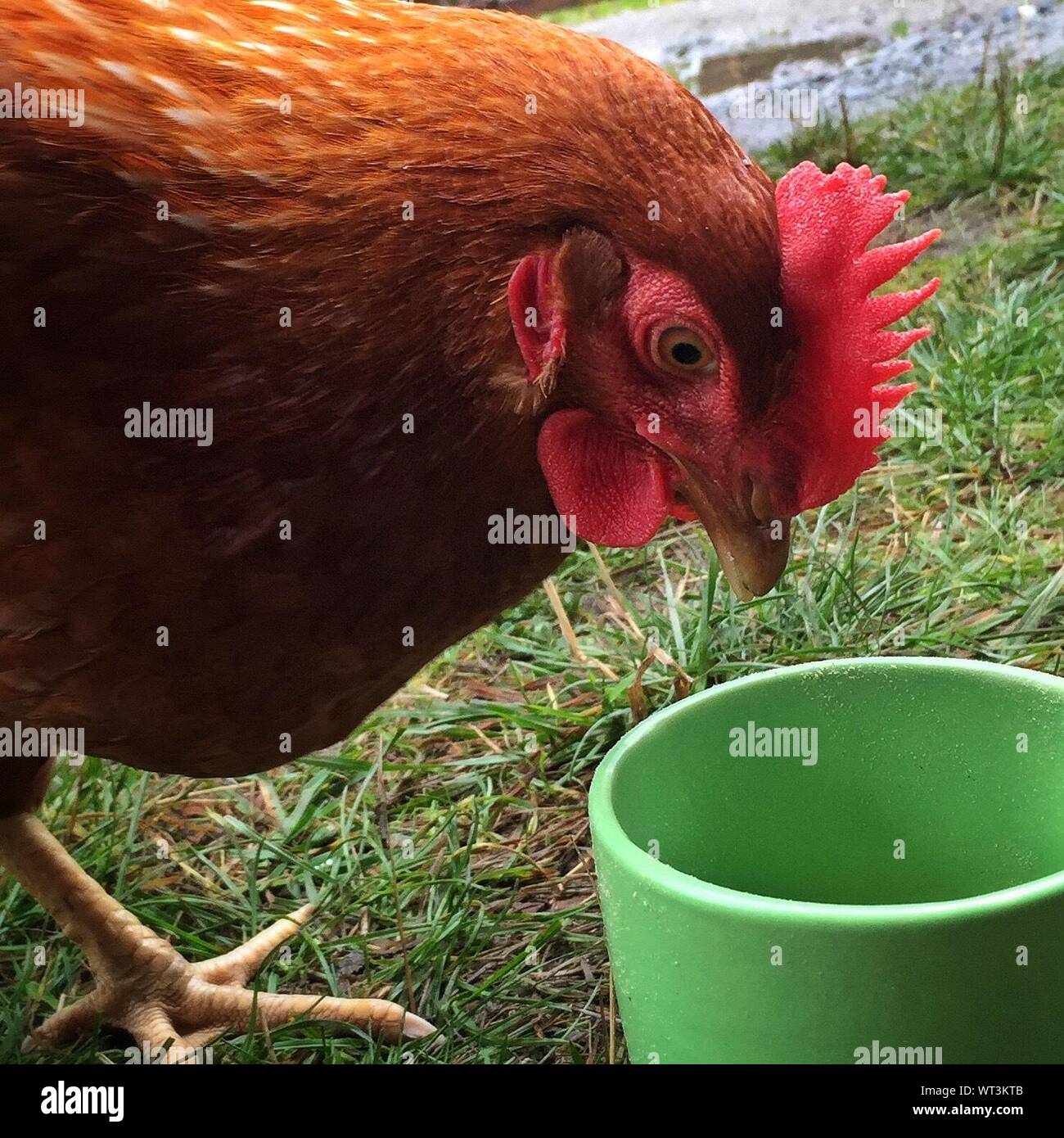 Brown chicken side view head hi-res stock photography and images - Alamy