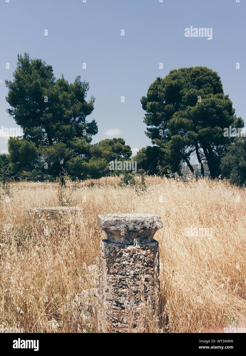 Old dry grass hi-res stock photography and images - Alamy