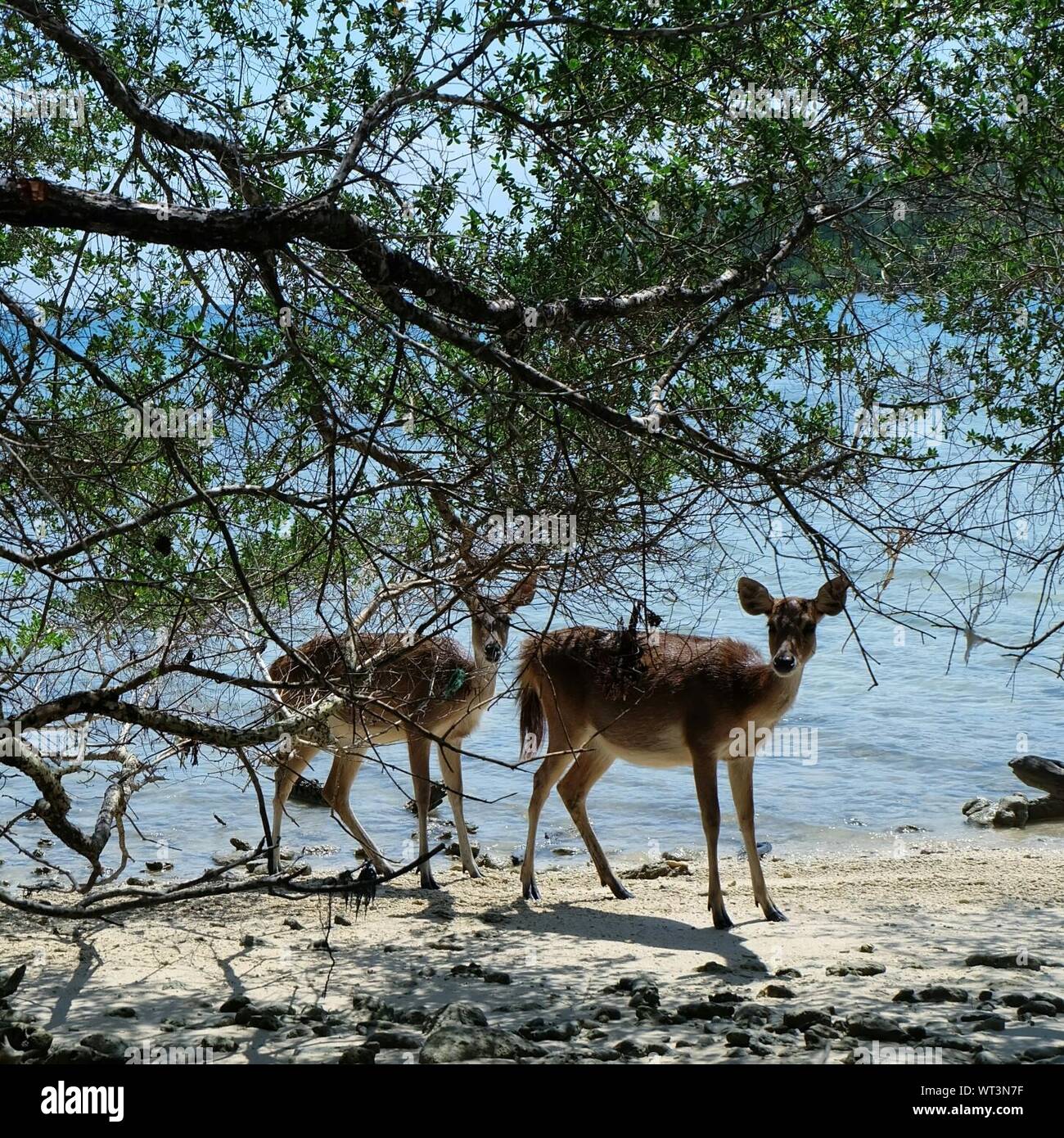 Deer at beach hi-res stock photography and images - Alamy