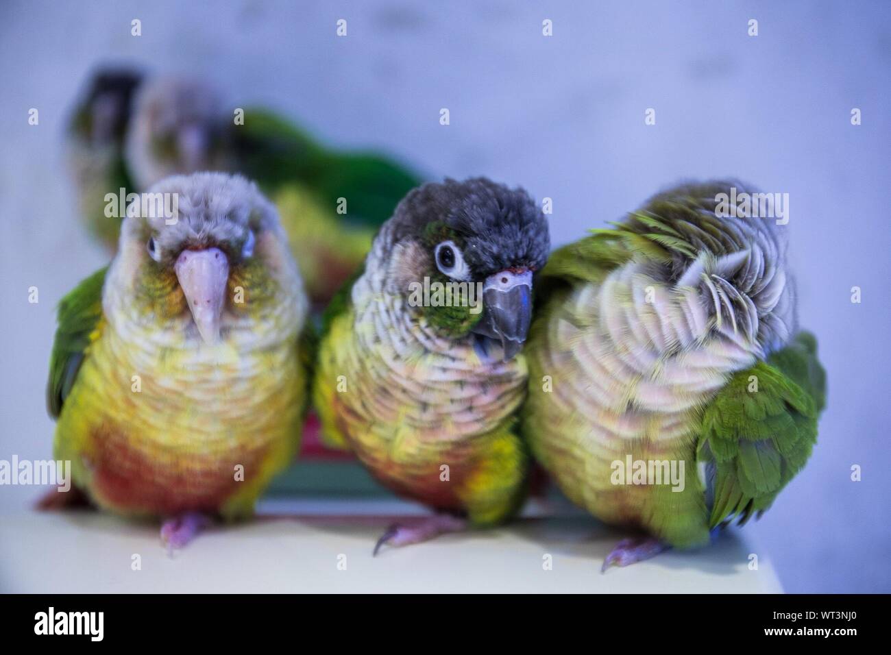 Front view portrait hi-res stock photography and images - Alamy