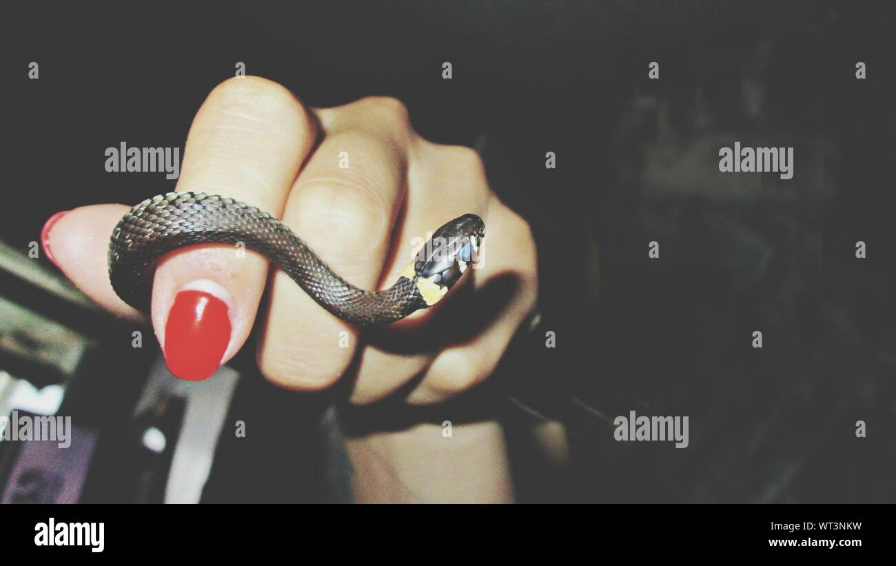 Snake on human hand High Resolution Stock Photography and Images - Alamy