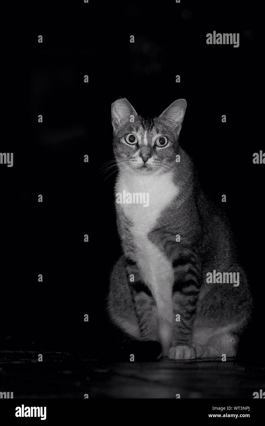 Front view cat hi-res stock photography and images - Alamy