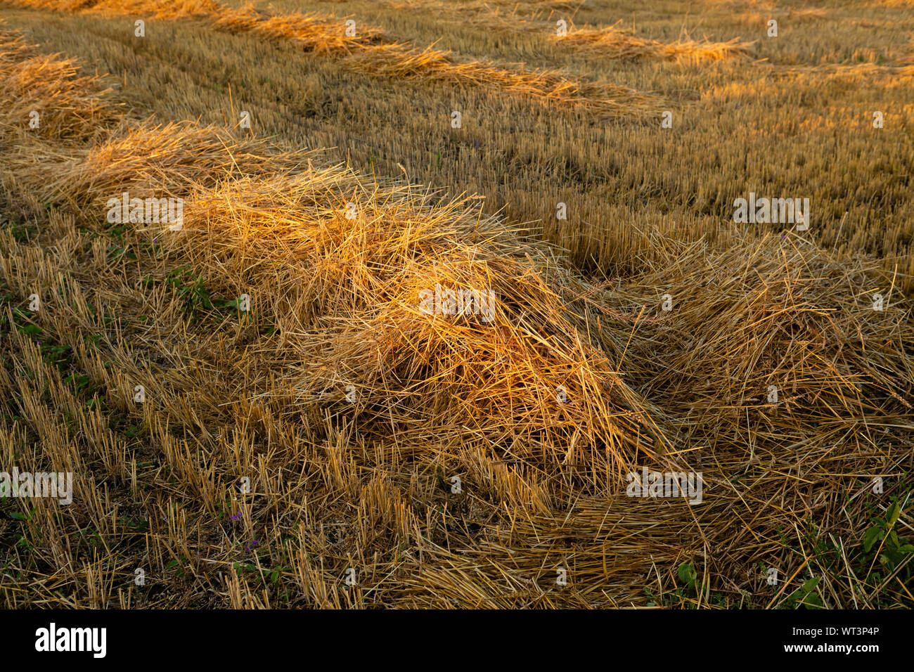 Harvesting rye hi-res stock photography and images - Alamy