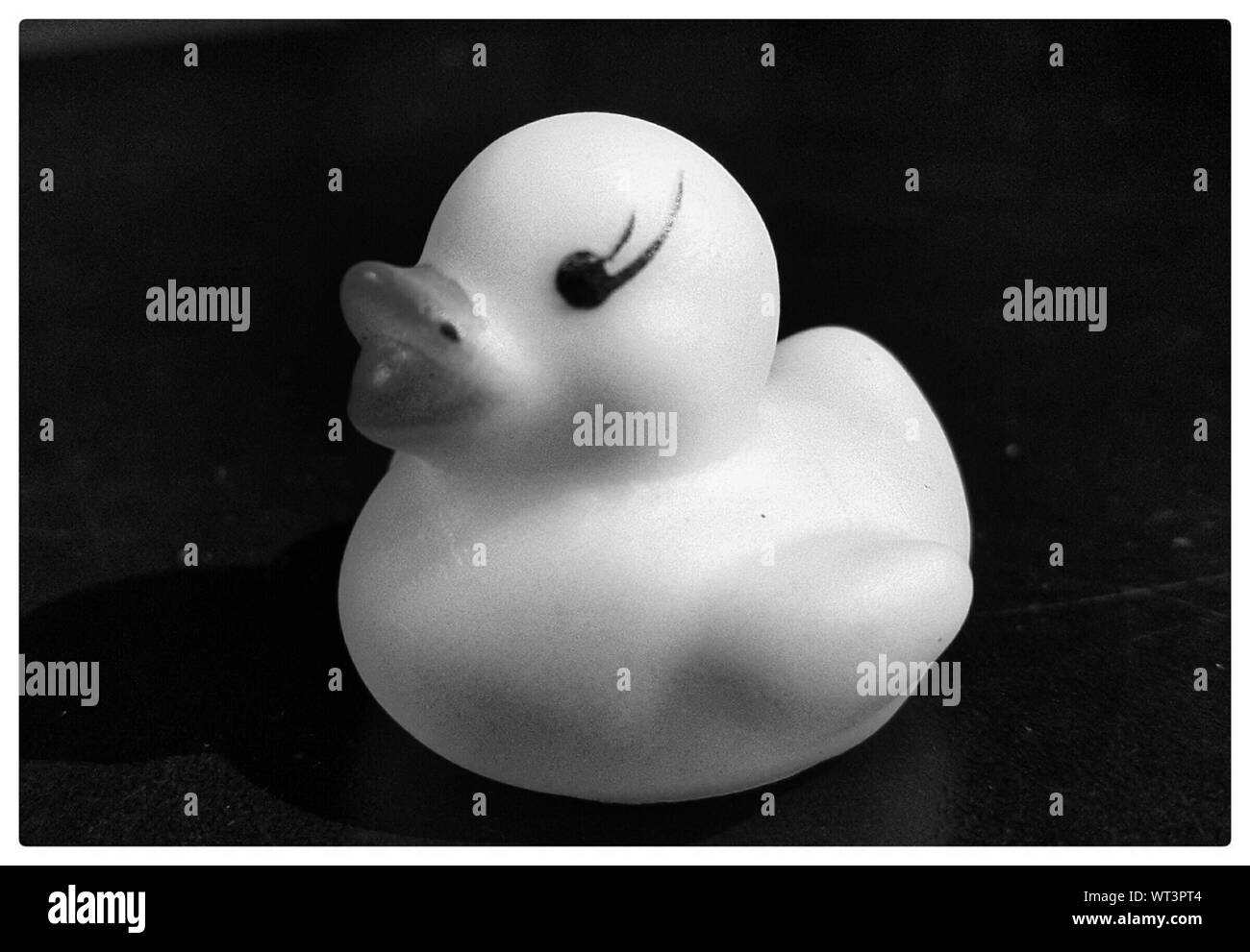 Duck black hi-res stock photography and images - Alamy