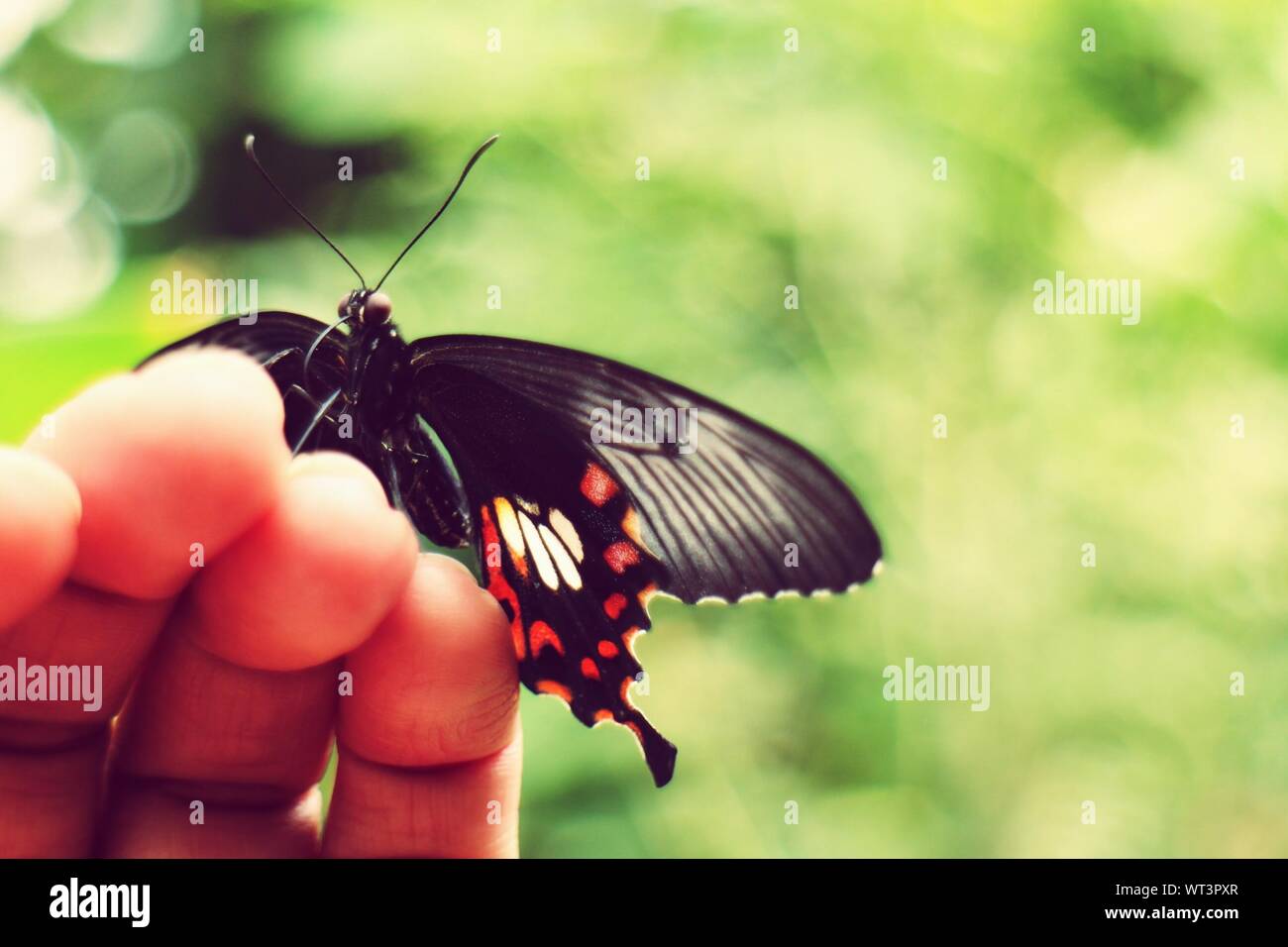 Butterfly resting hi-res stock photography and images - Alamy
