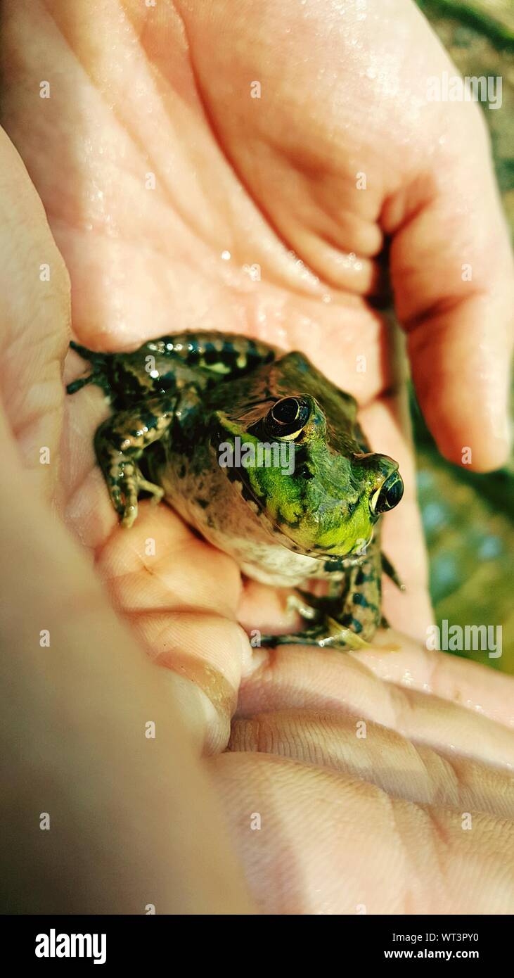 Green frog in human hands hi-res stock photography and images - Alamy