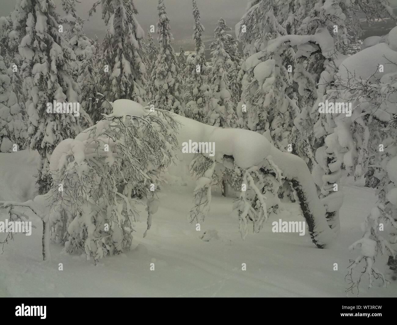 Frozen snow tree hi-res stock photography and images - Alamy