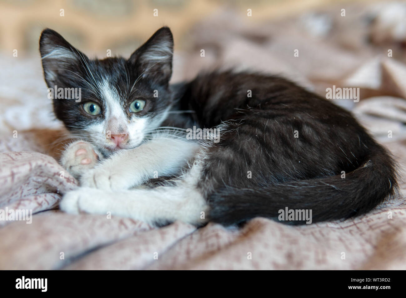 Turkey looking around hi-res stock photography and images - Alamy