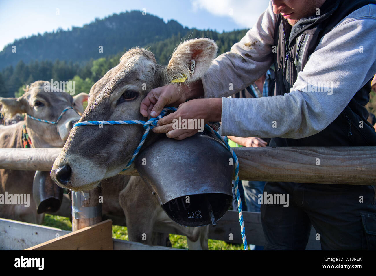 Bad Hindelang, Germany. 11th Sep, 2019. A cow is killed by a drover ...