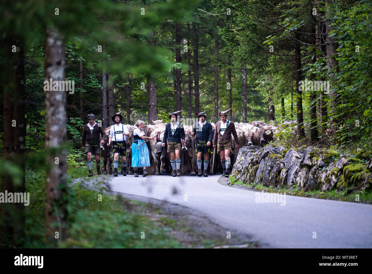 Bad Hindelang, Germany. 11th Sep, 2019. Cows crowd behind drovers in ...