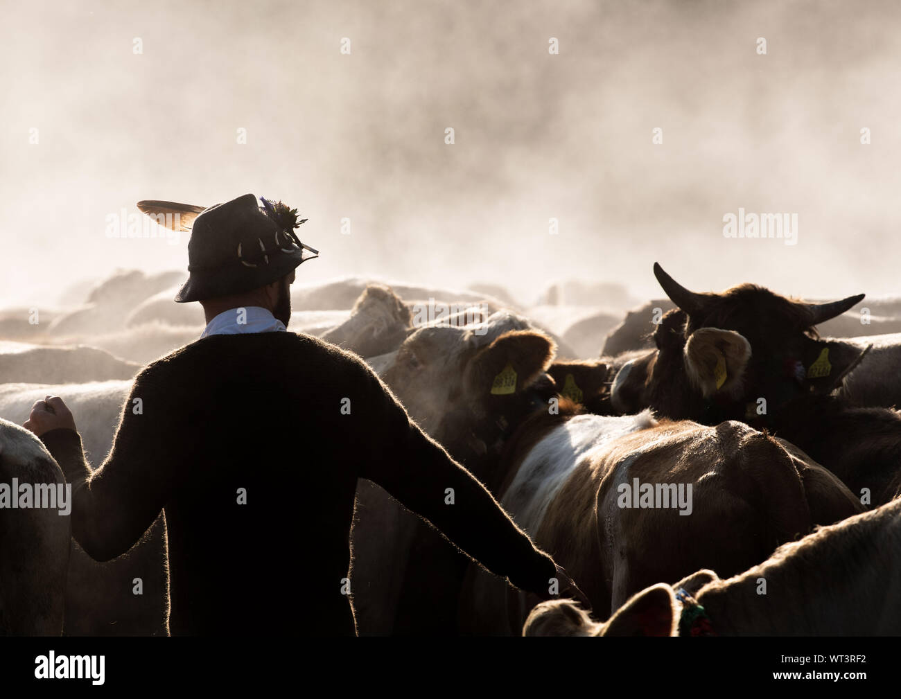Bad Hindelang, Germany. 11th Sep, 2019. Cows crowd in front of a drover ...