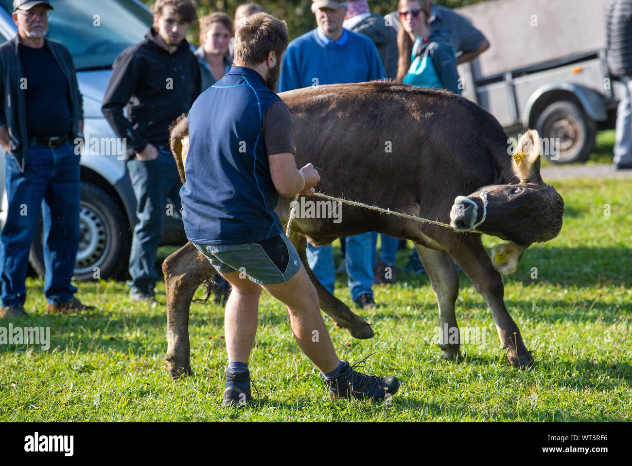 Bad Hindelang, Germany. 11th Sep, 2019. A cow's fighting a drover. At ...