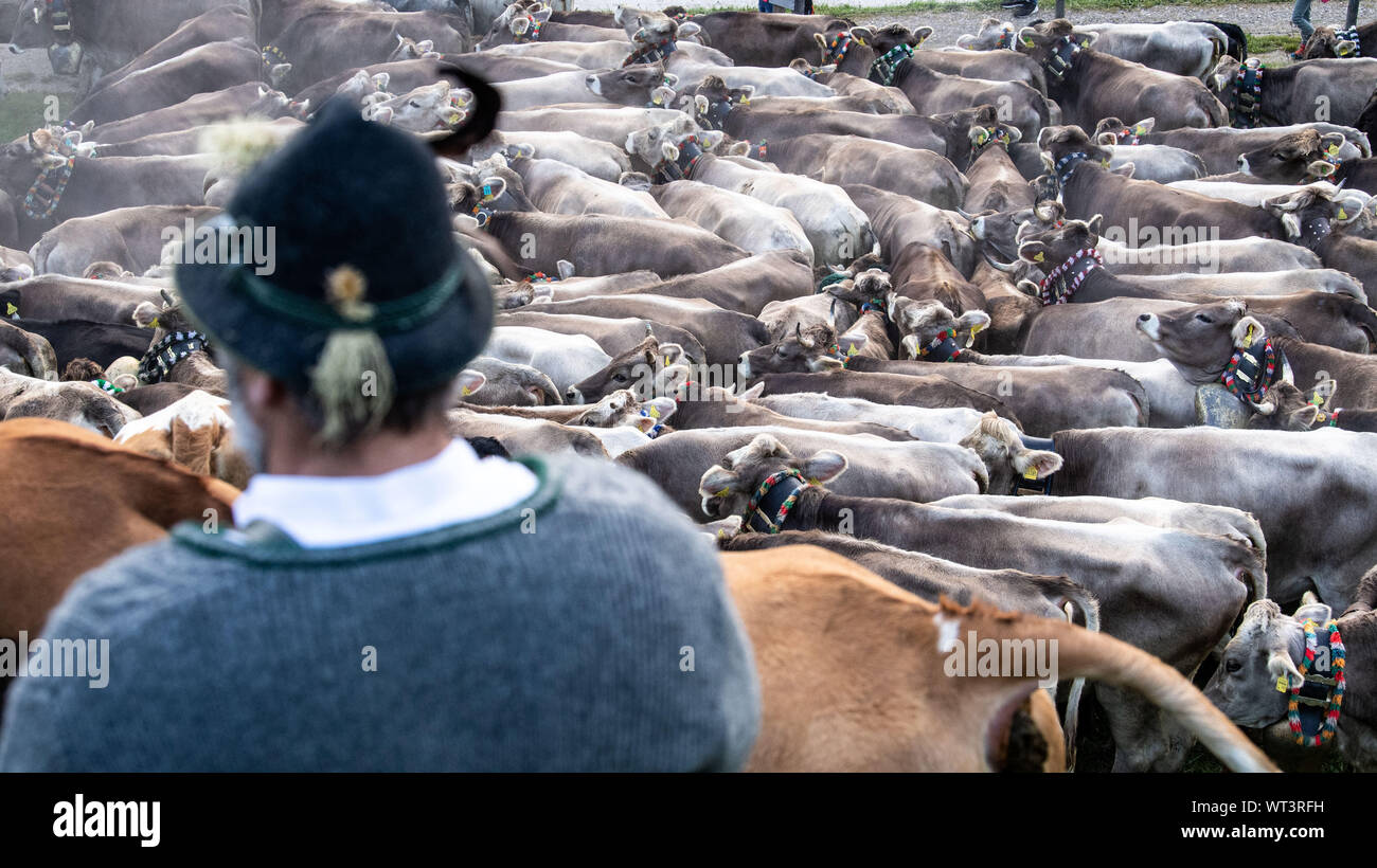 Bad Hindelang, Germany. 11th Sep, 2019. Cows crowd in front of a drover ...