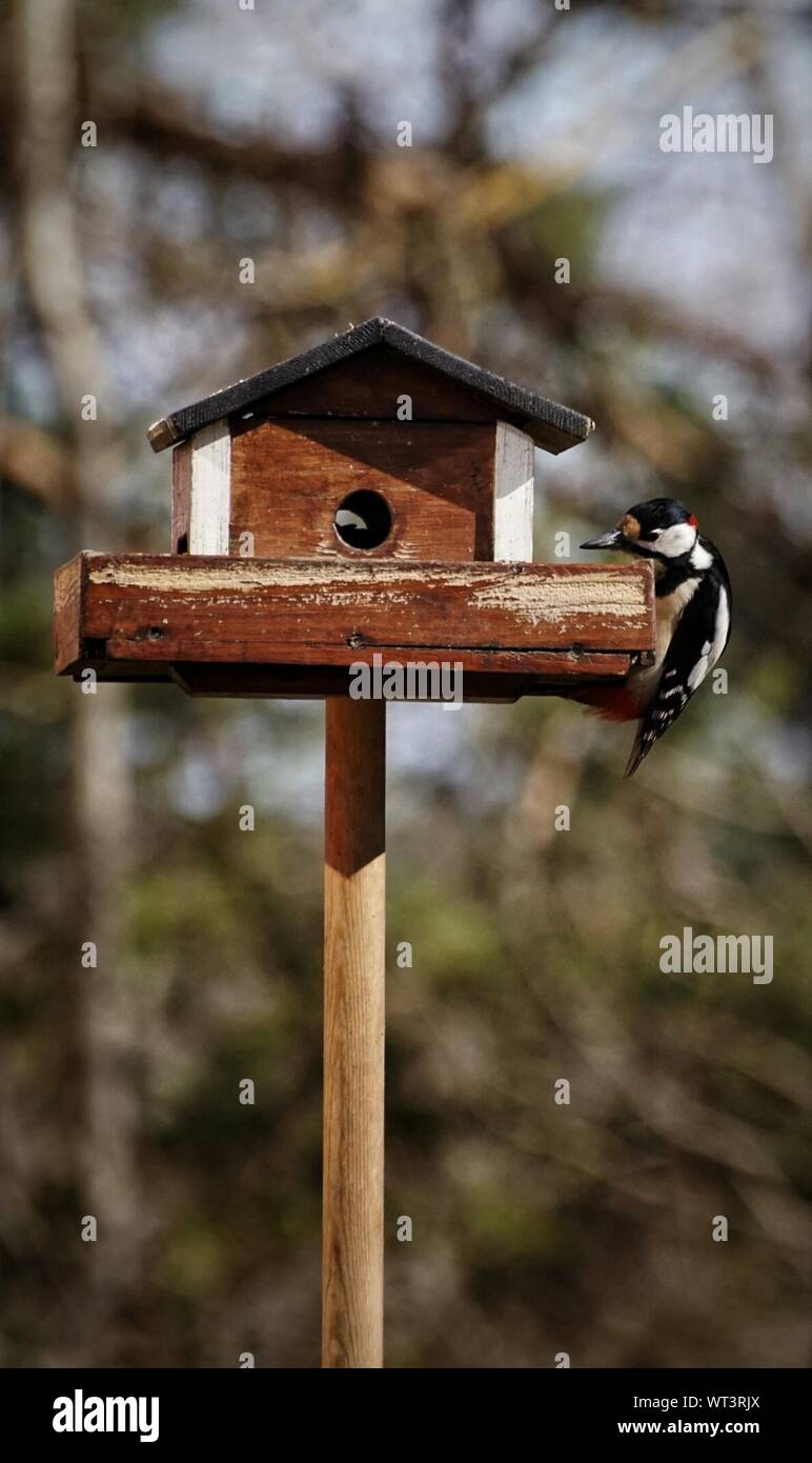Bird on birdhouse hi-res stock photography and images - Alamy