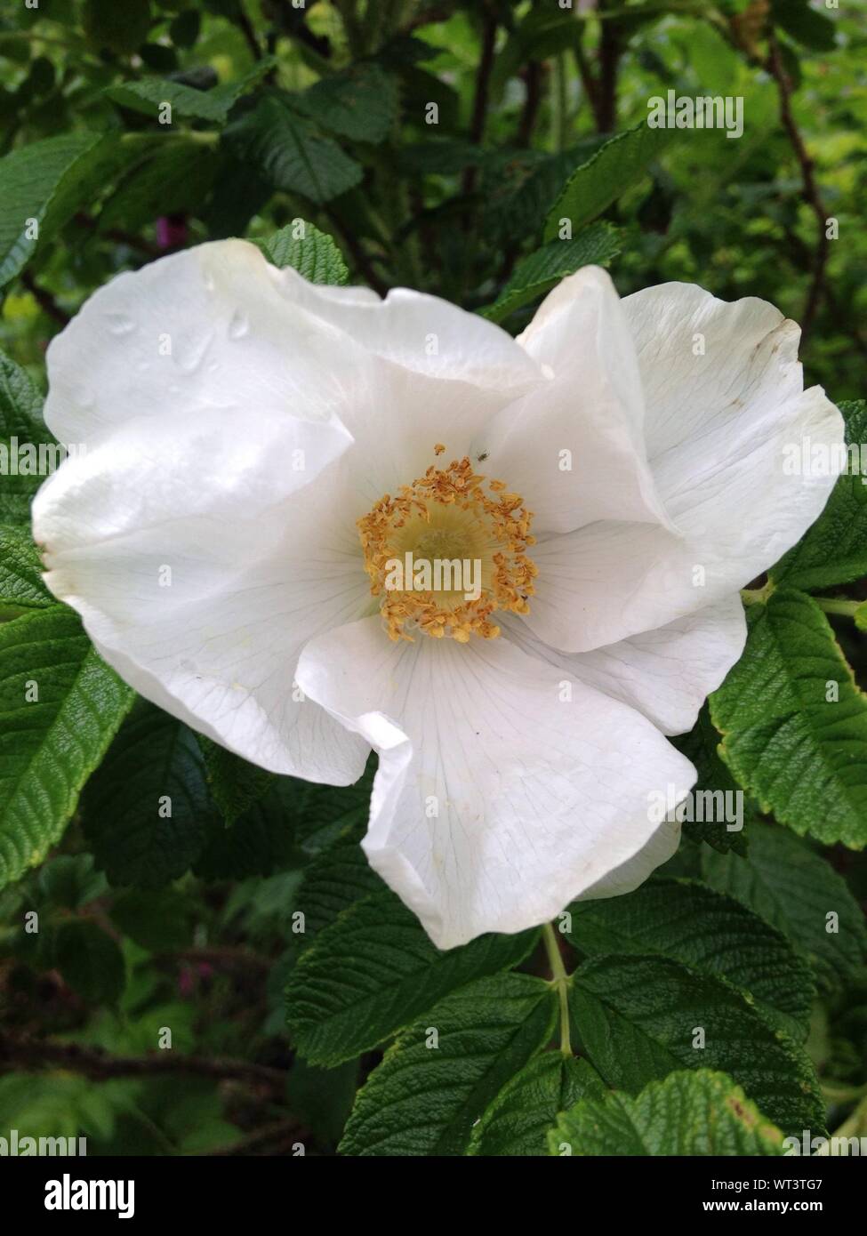 Cherokee roses hi-res stock photography and images - Alamy