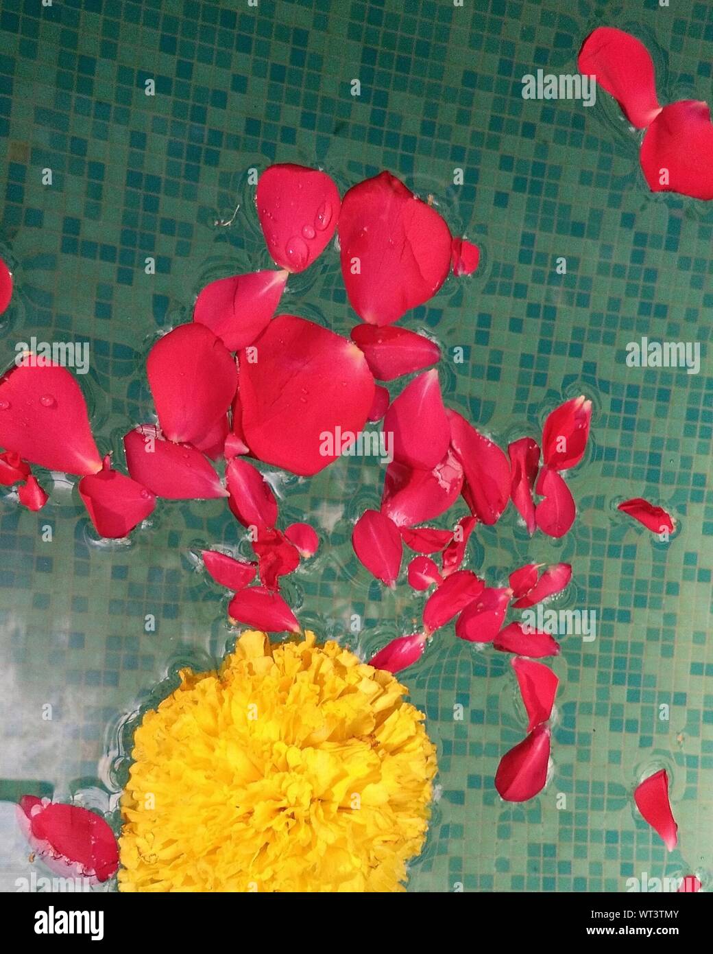 Flower petals in swimming pool hi-res stock photography and images - Alamy
