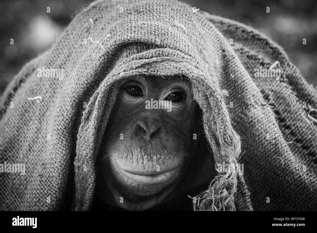Monkey wearing close hi-res stock photography and images - Alamy