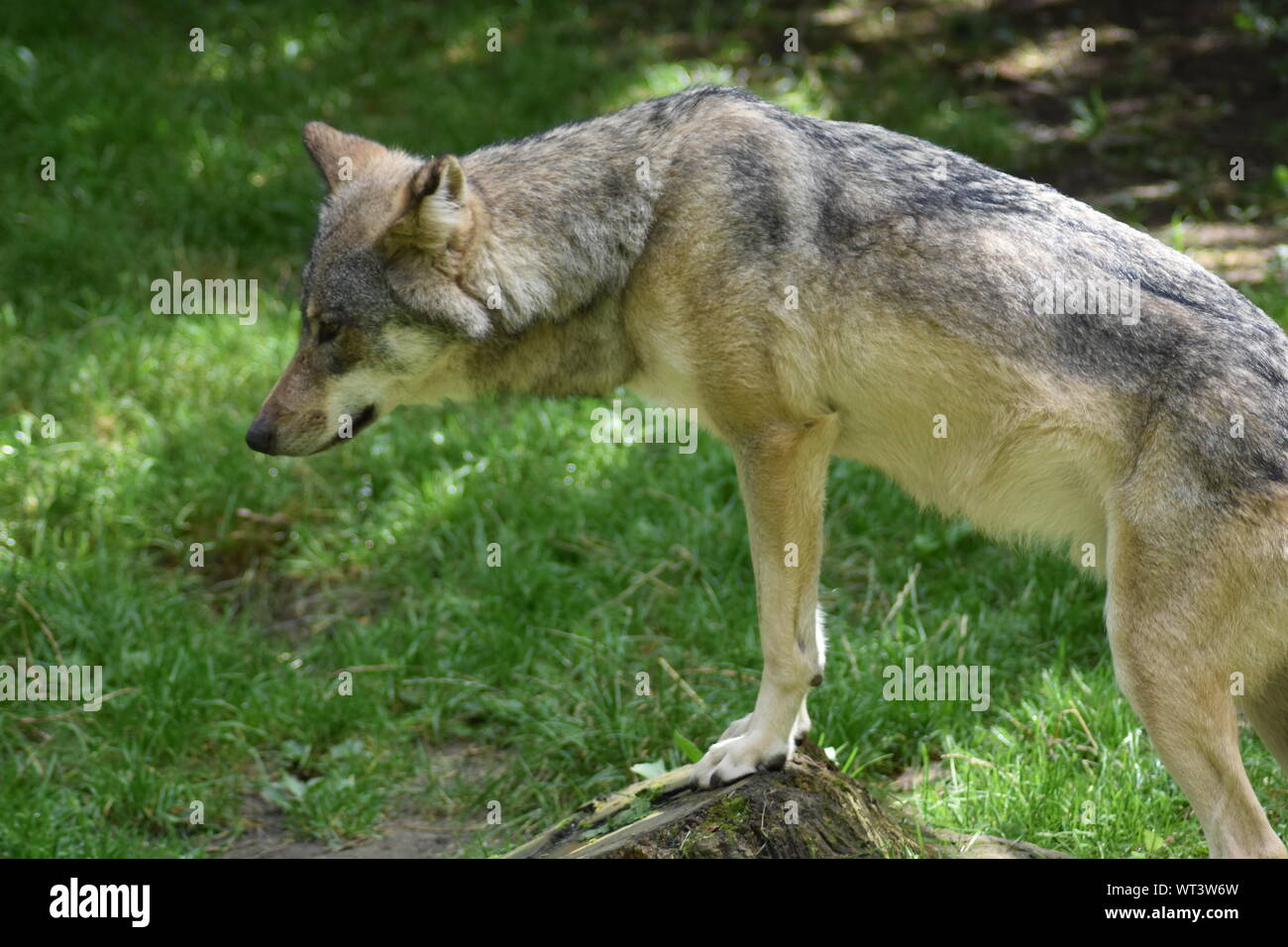 Middle russian forest wolf hi-res stock photography and images - Alamy