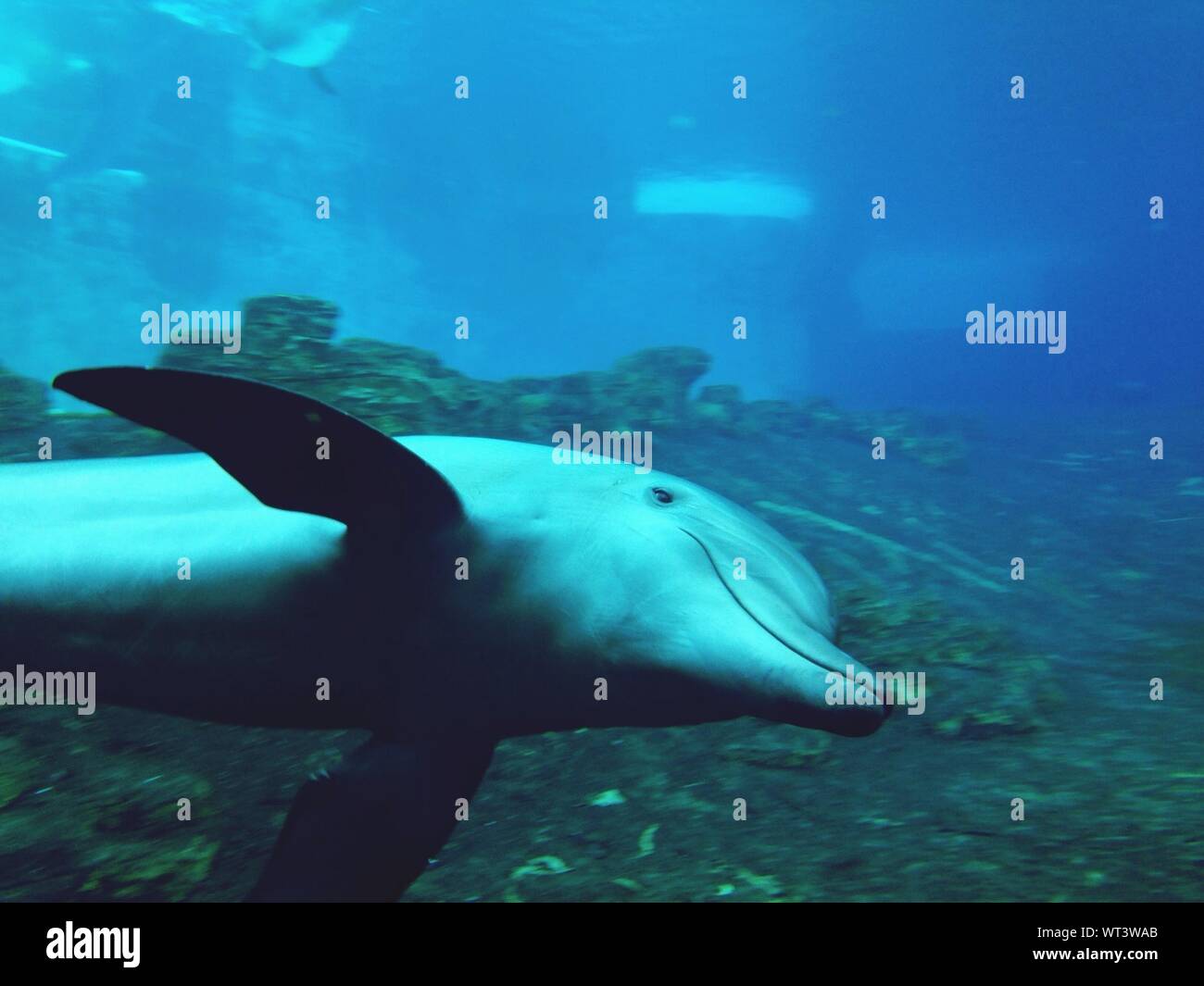 Dolphin Under Sea High Resolution Stock Photography and Images - Alamy