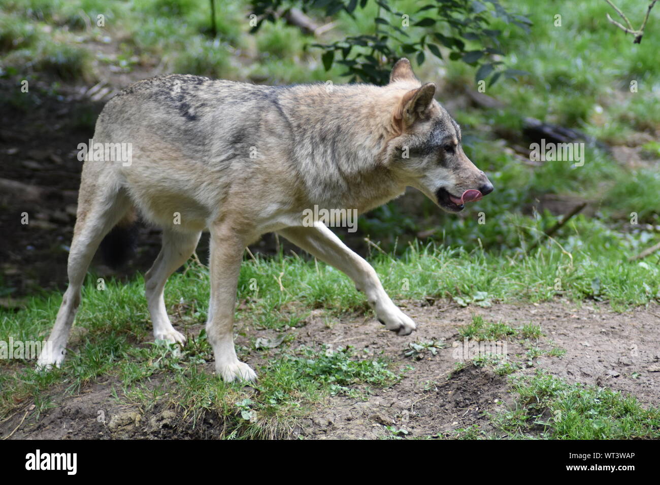 Middle russian forest wolf hi-res stock photography and images - Alamy