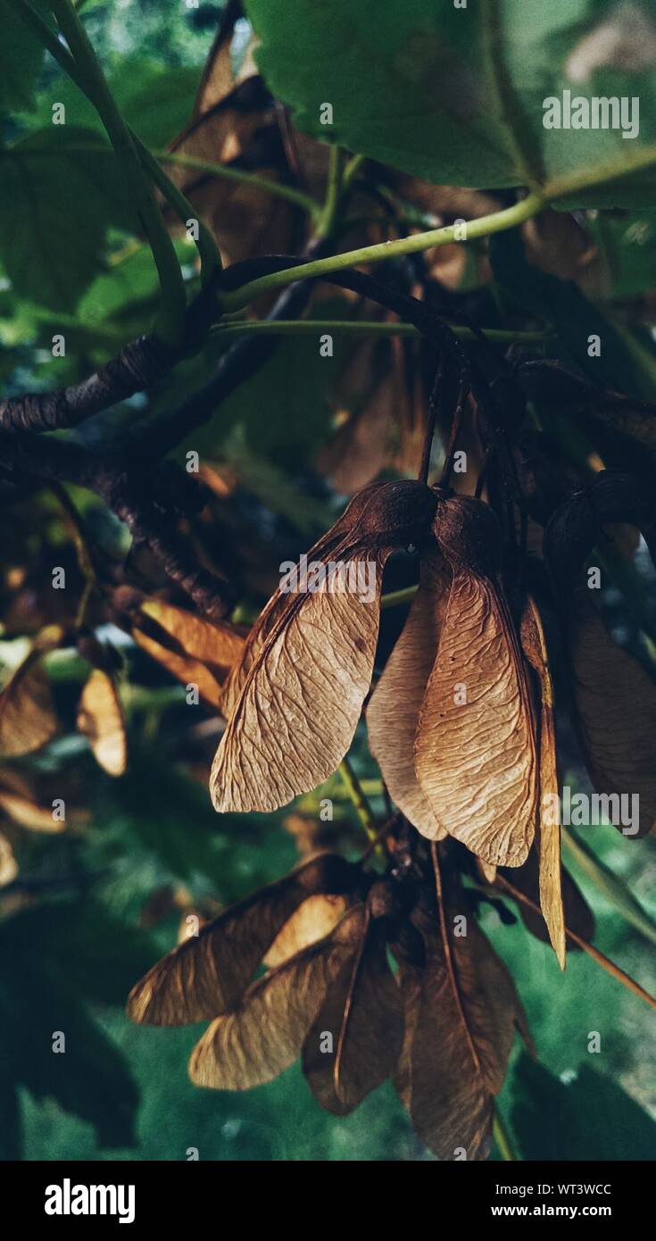 Sycamore tree seed hi-res stock photography and images - Alamy