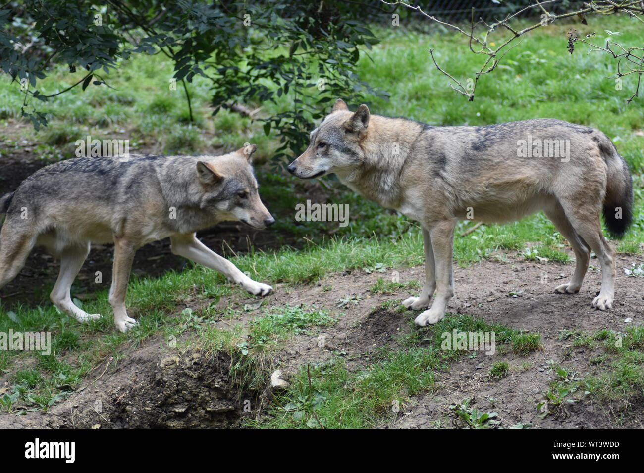 Two wolves walking hi-res stock photography and images - Alamy
