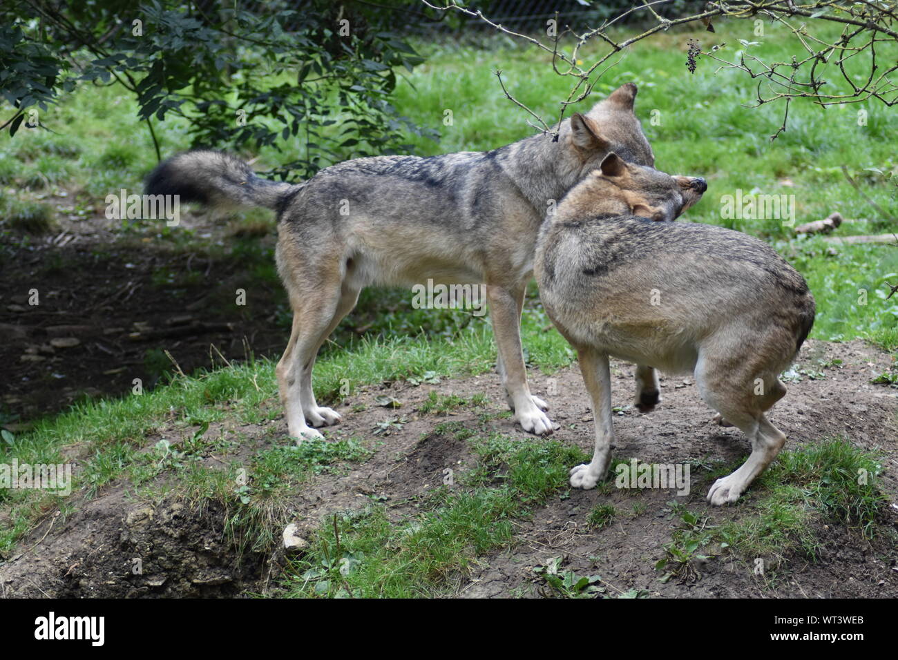 Two wolves playing hi-res stock photography and images - Alamy