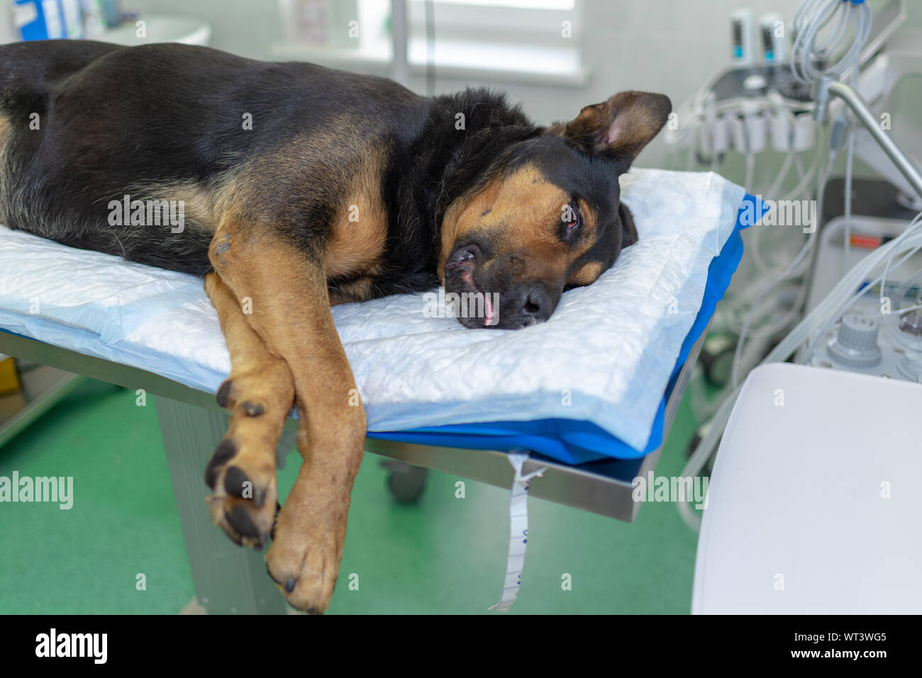 Large dog under anesthesia in veterinarian clinic Stock Photo - Alamy