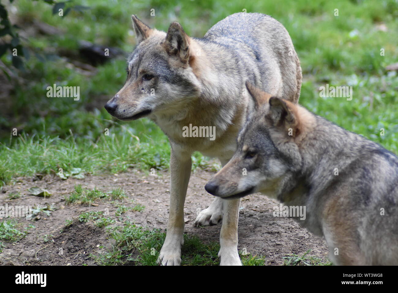 Middle russian forest wolf hi-res stock photography and images - Alamy