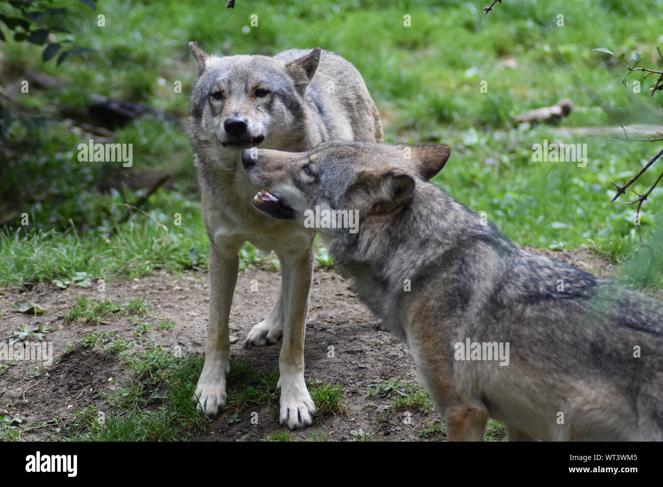 Russian wolf teeth hi-res stock photography and images - Alamy