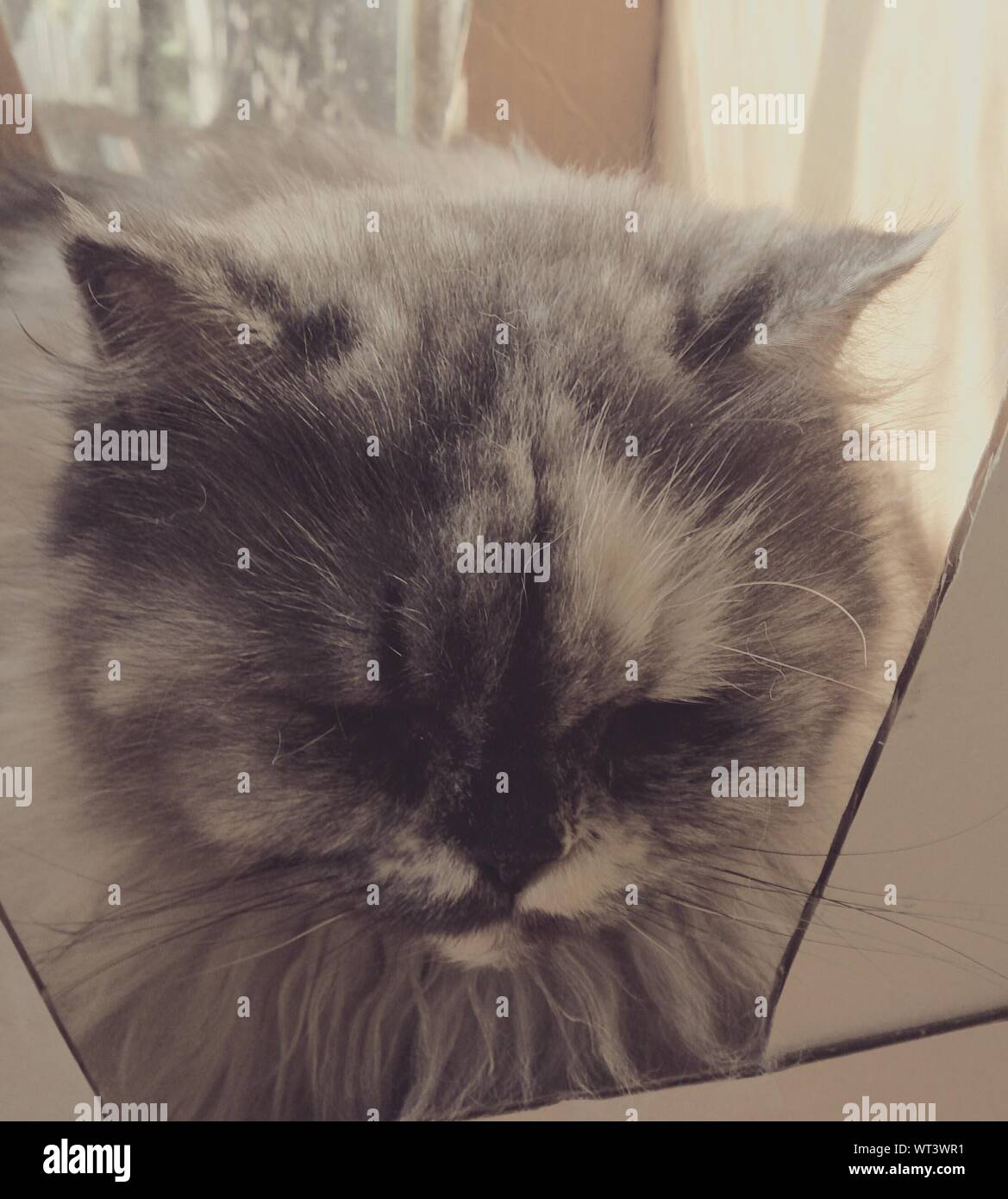 Animal reflection mirror hi-res stock photography and images - Alamy