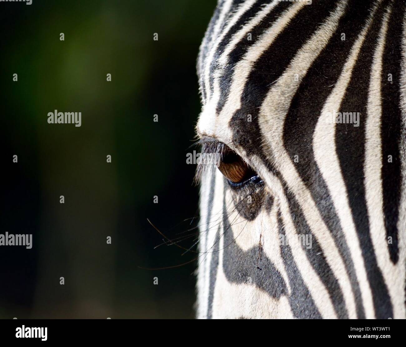 Zebra eye hi-res stock photography and images - Alamy