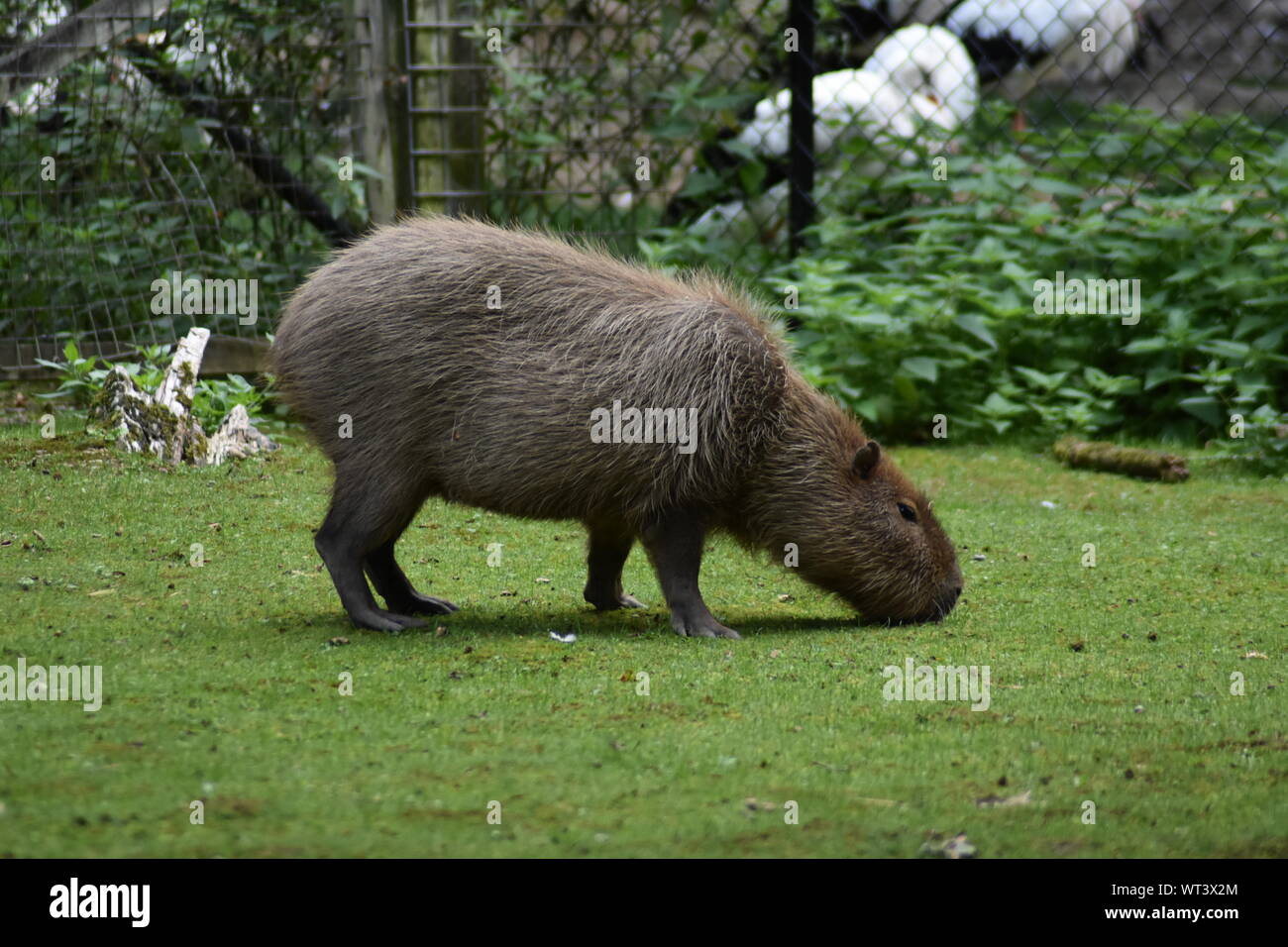 Capybara standing hi-res stock photography and images - Alamy