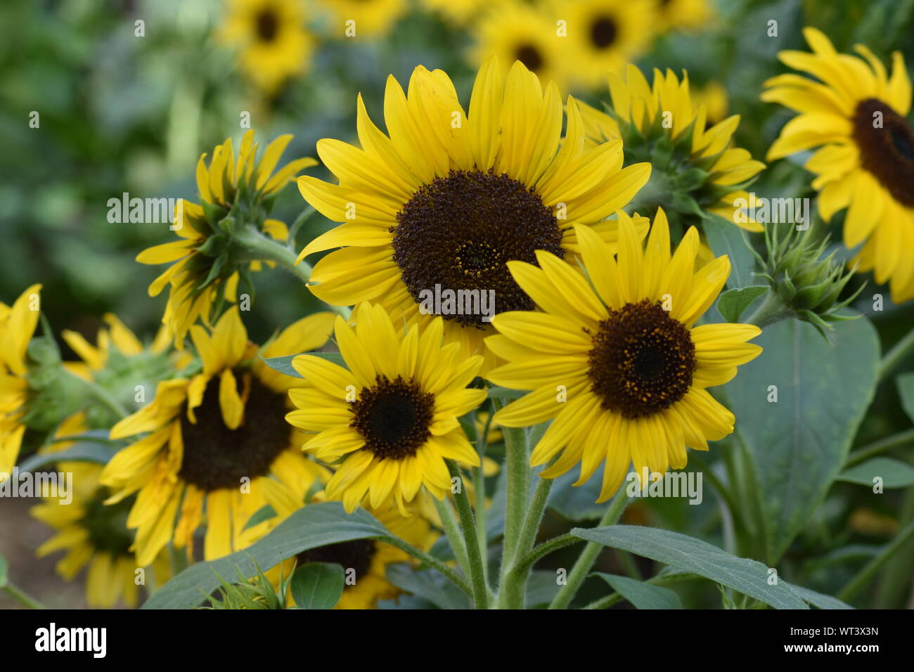 Trio of sunflowers hi-res stock photography and images - Alamy