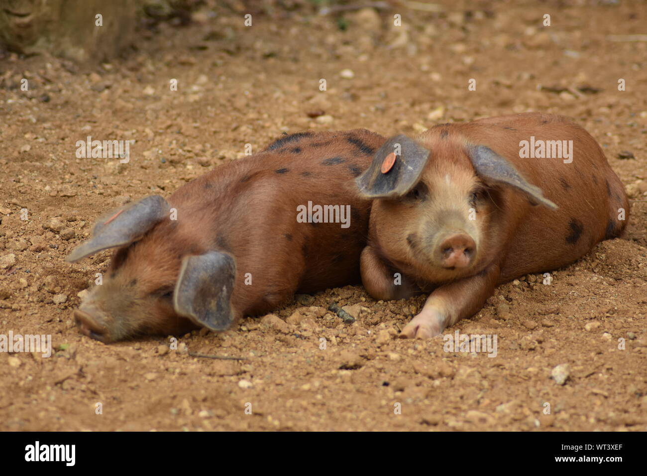 Plum pudding pig hi-res stock photography and images - Alamy