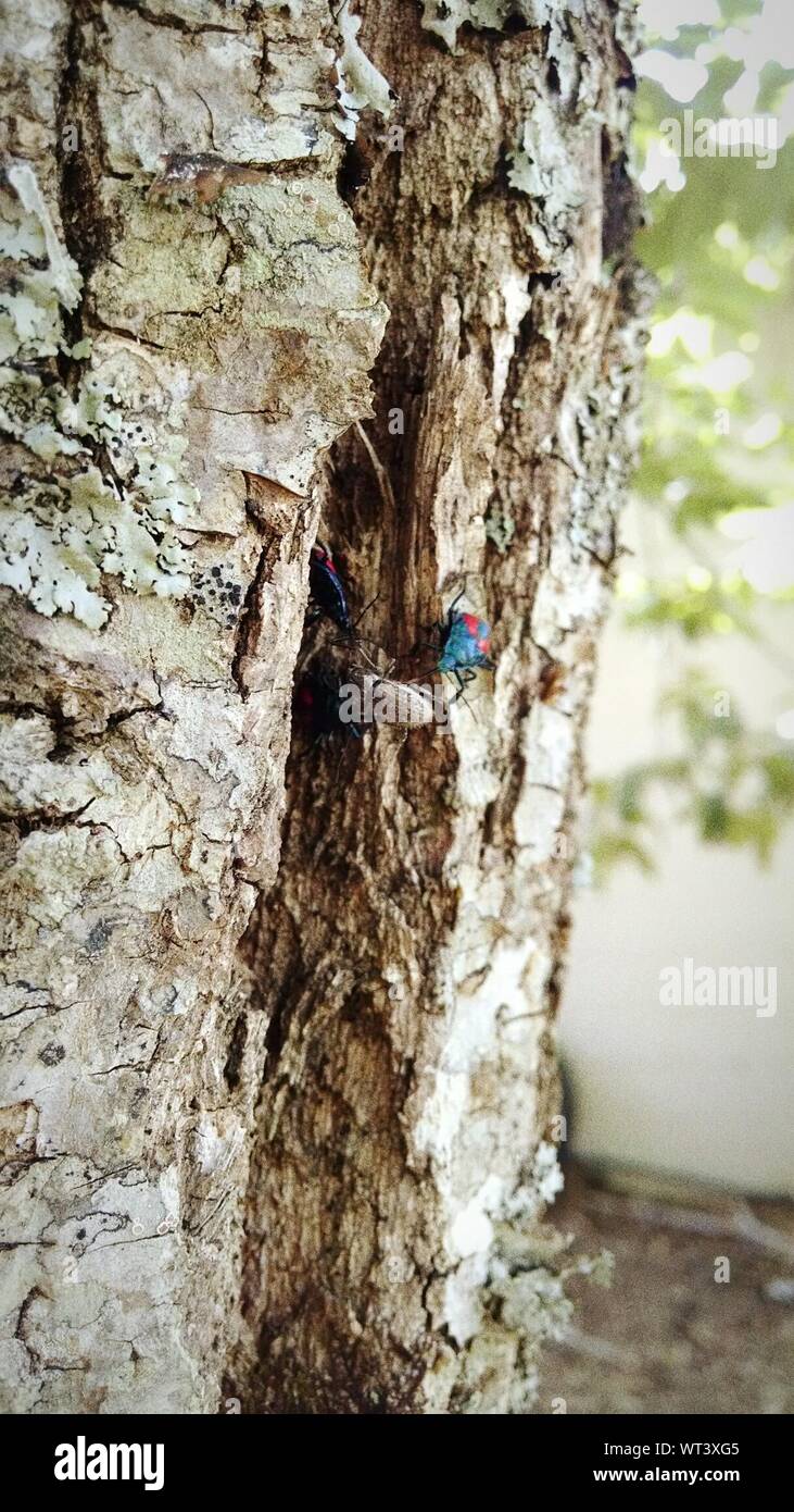 Bugs on the tree hi-res stock photography and images - Alamy