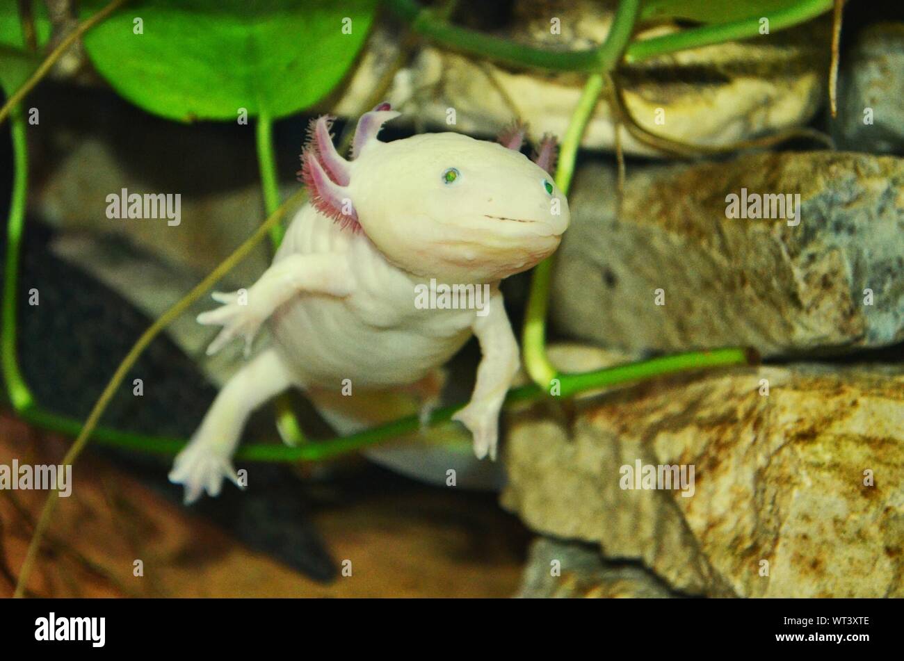 Axolotl High Resolution Stock Photography and Images - Alamy
