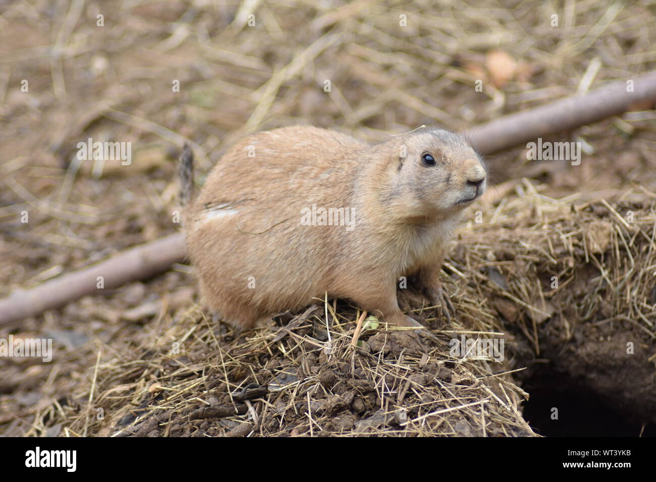 Groundhog burrow canada hi-res stock photography and images - Alamy