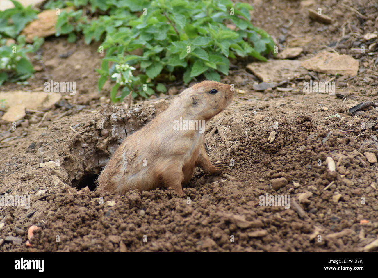 Groundhog out hole hi-res stock photography and images - Alamy