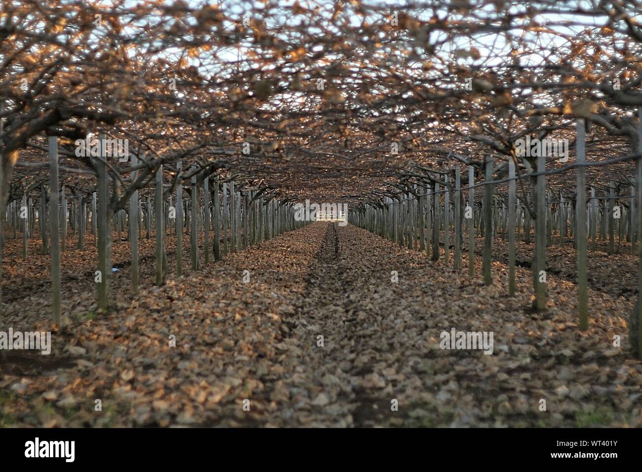 Long pathway hi-res stock photography and images - Alamy