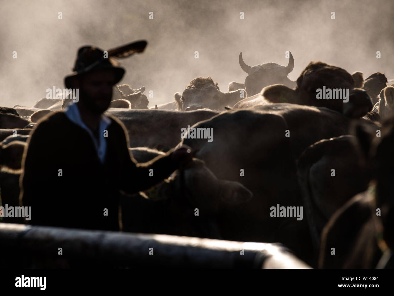 Bad Hindelang, Germany. 11th Sep, 2019. Cows crowd behind drovers in ...