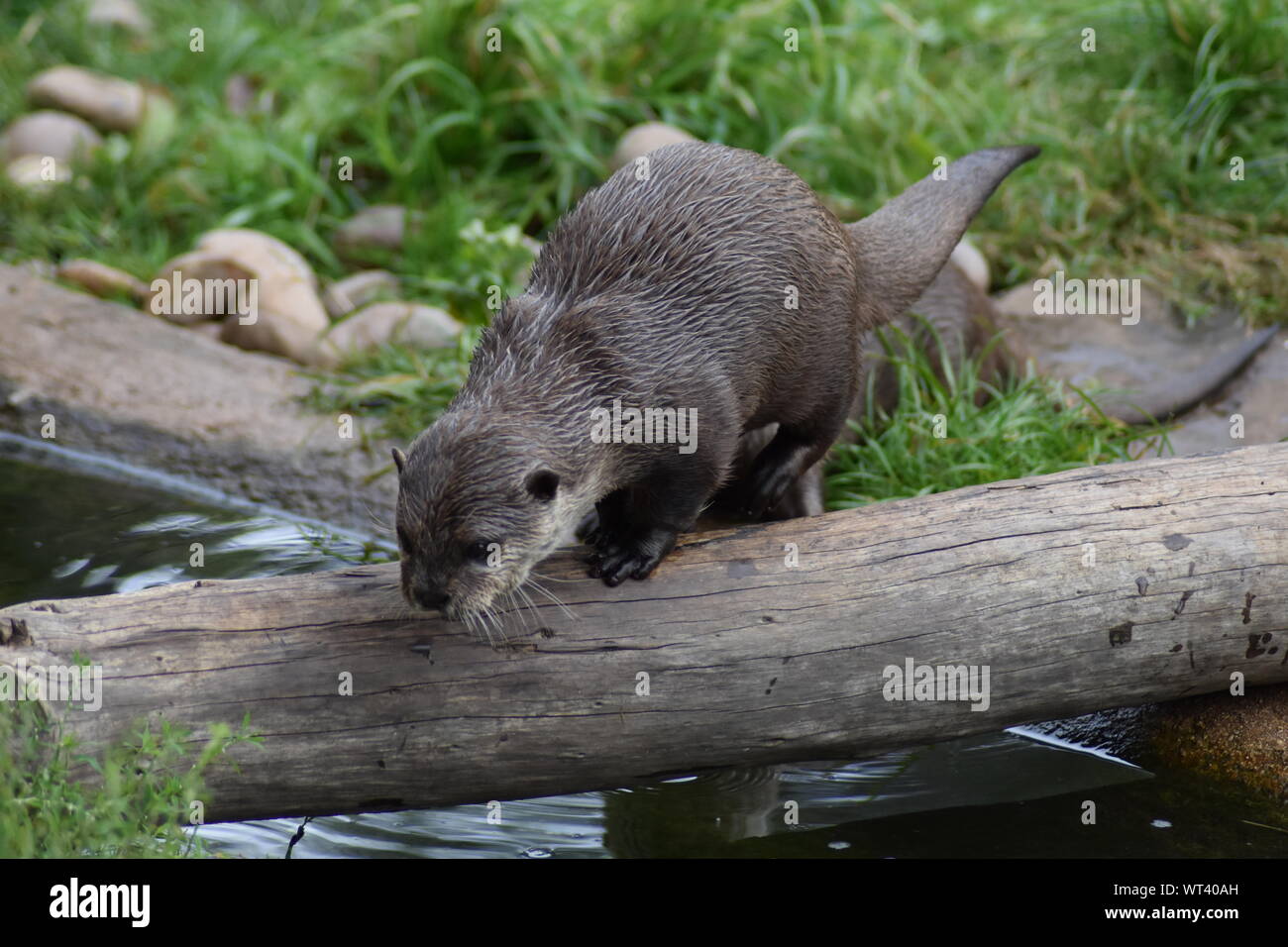 oriental small-clawed otter running across log Stock Photo - Alamy