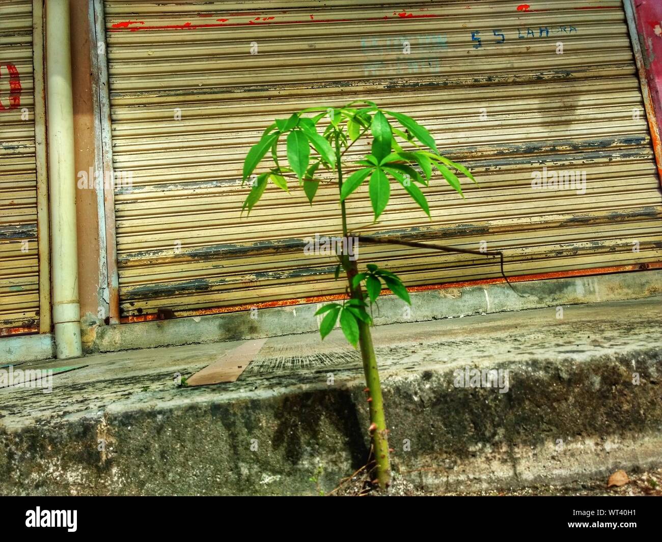 Shutter leaf hi-res stock photography and images - Alamy