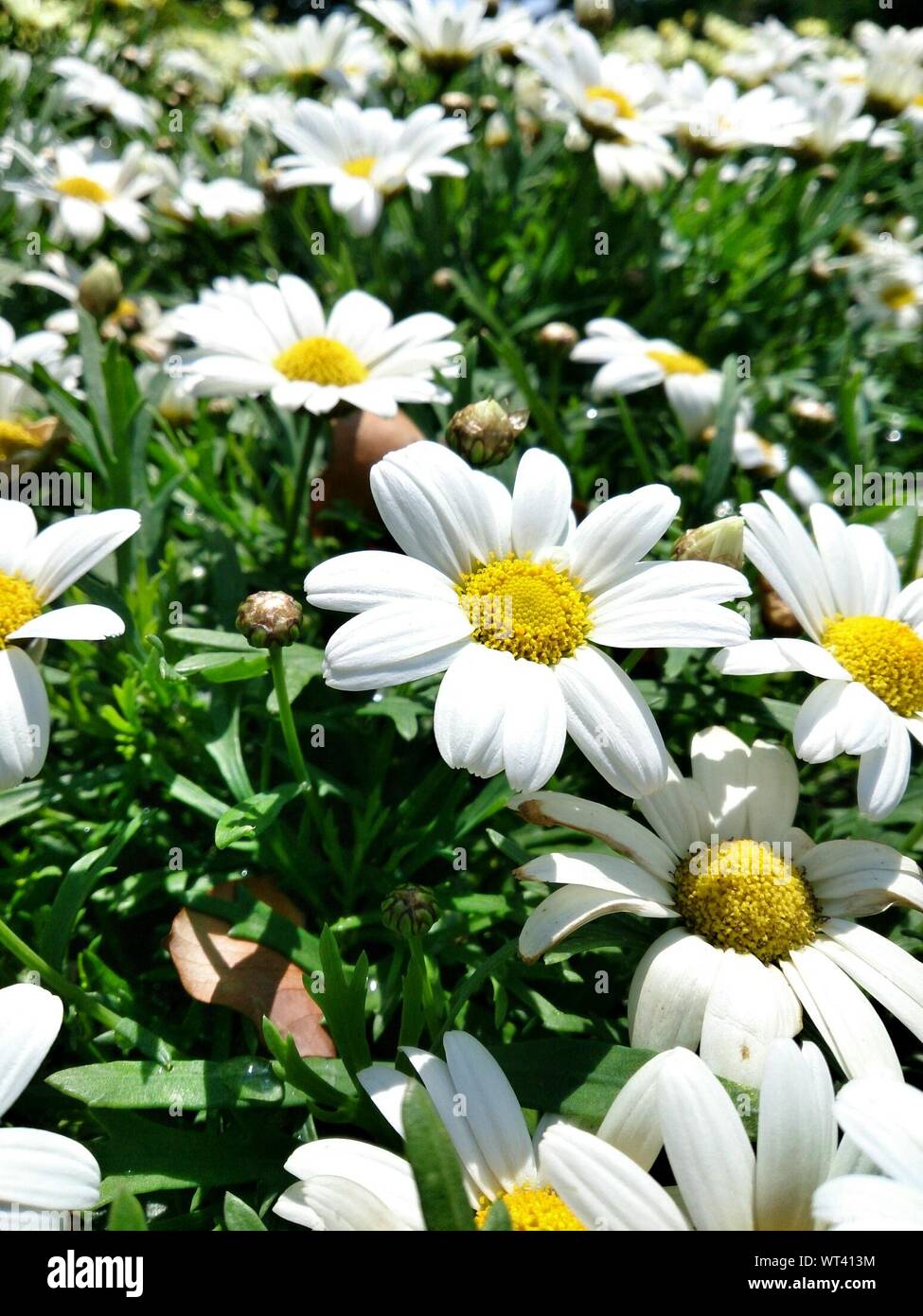 Alpine_flowers hi-res stock photography and images - Alamy