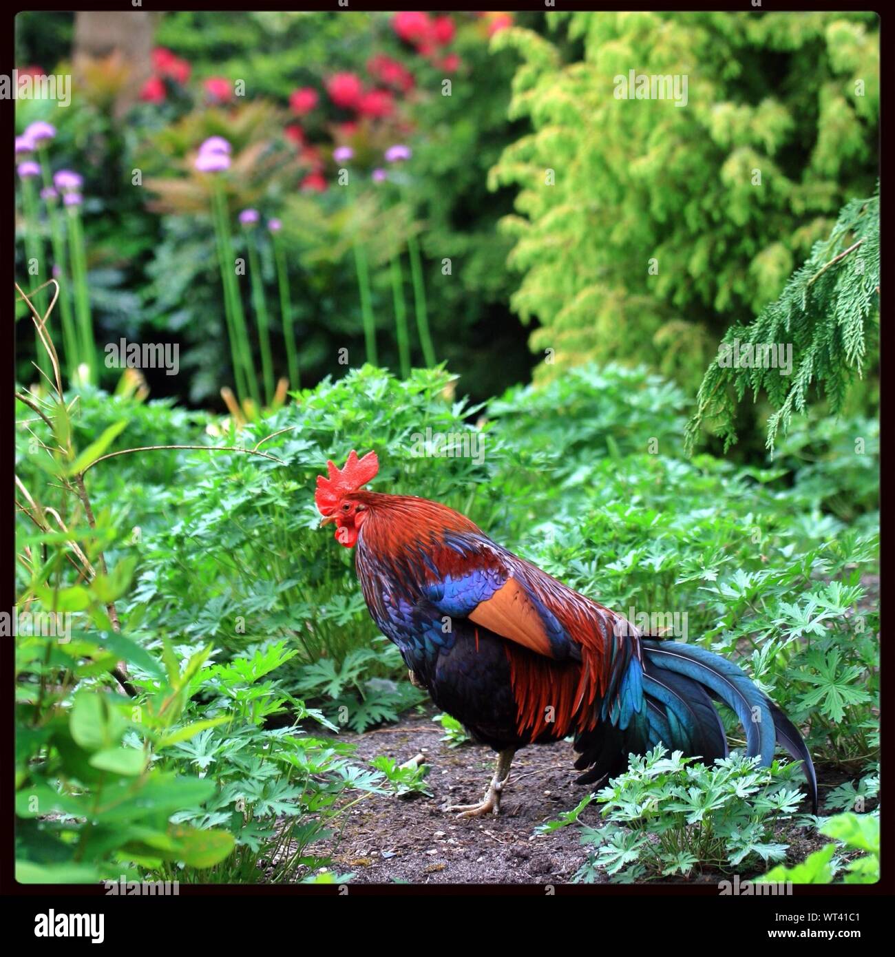 Red Rooster High Resolution Stock Photography and Images - Alamy