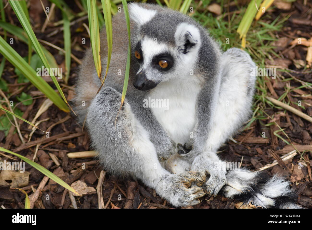 Ring tailed lemur Stock Photo - Alamy