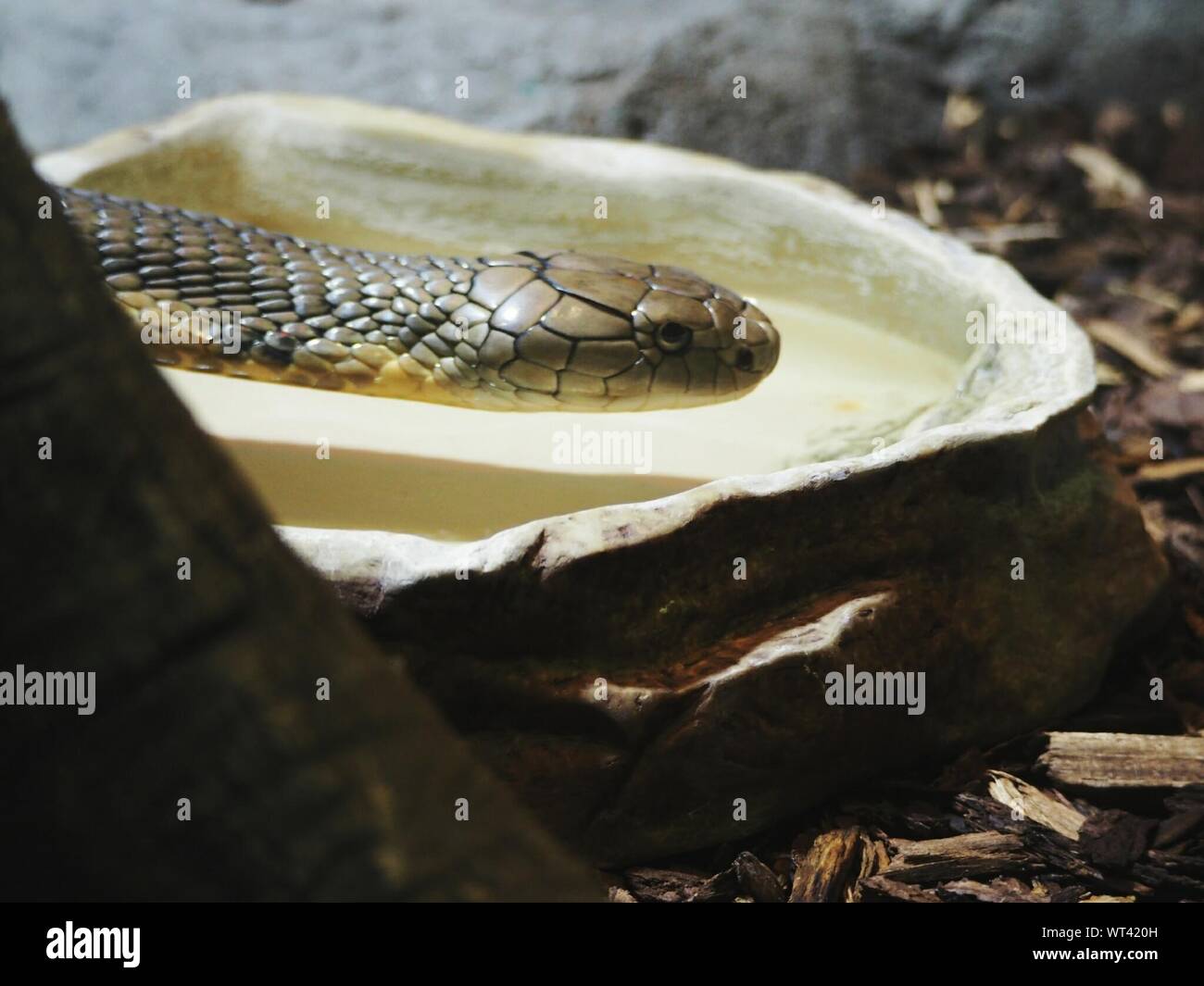 Cobra snake close up hi-res stock photography and images - Alamy