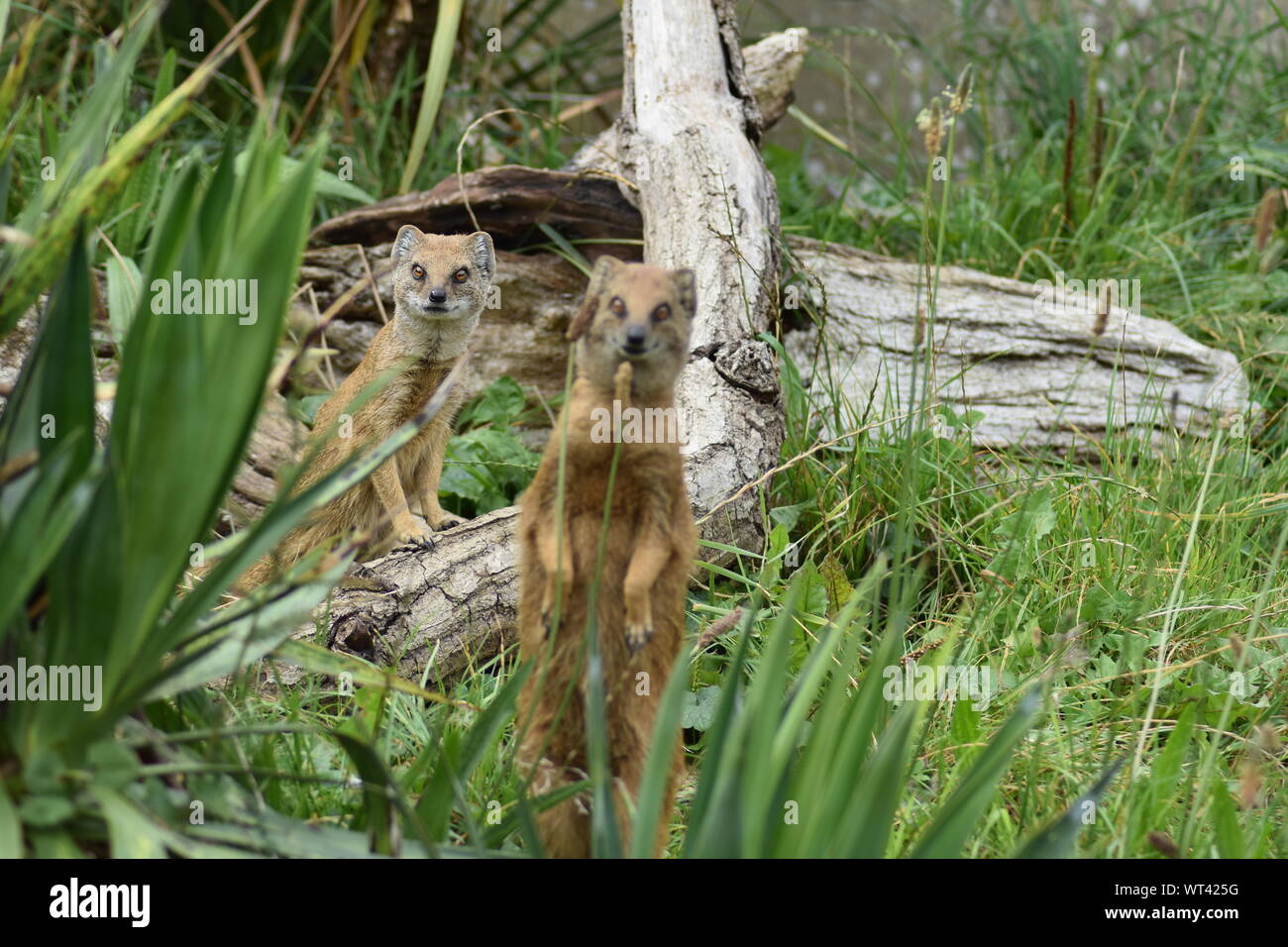 Two weasels hi-res stock photography and images - Alamy