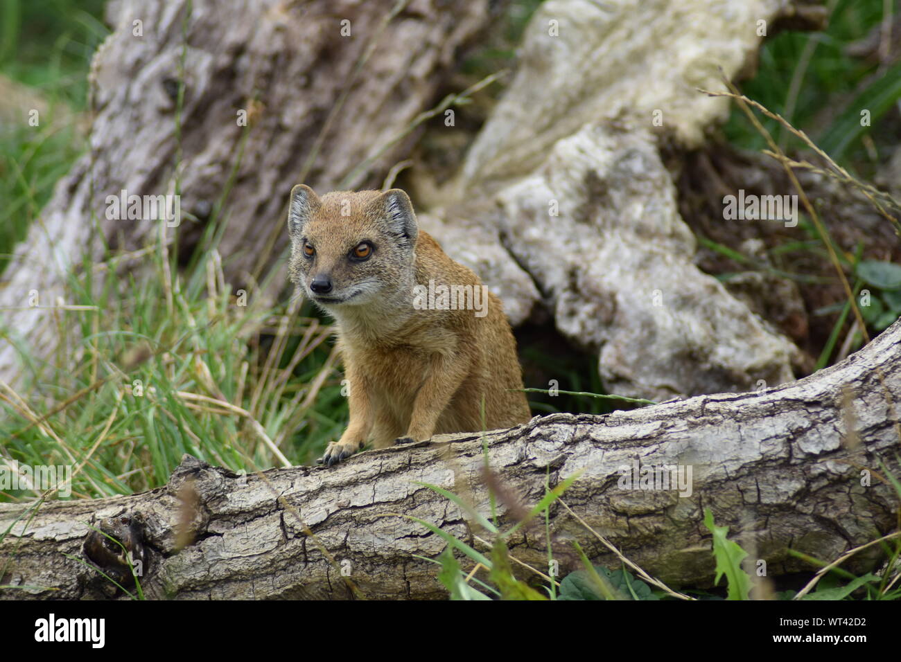 Yellow weasel close up portrait Stock Photo - Alamy